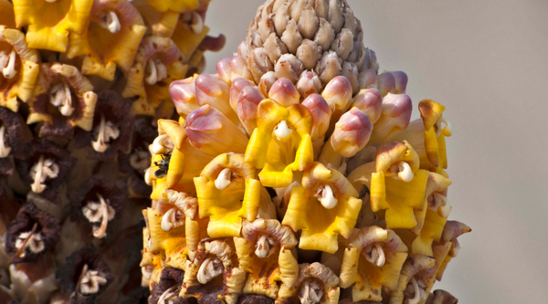 Three Potential Benefits of Rou Cong Rong (Cistanche Herb) – Treasure ...