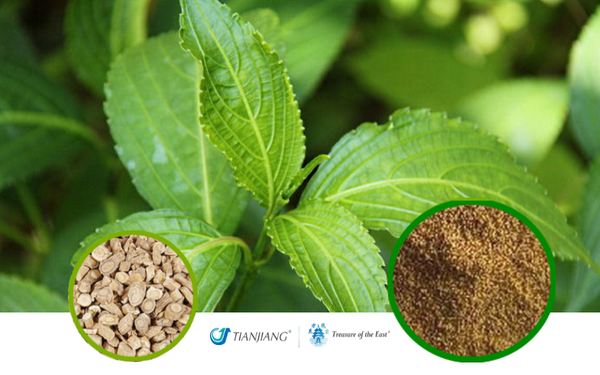 Ban Lan Gen 8:1 - 板蓝根 - Isatis Root (100g/foil bag) – Treasure of the East
